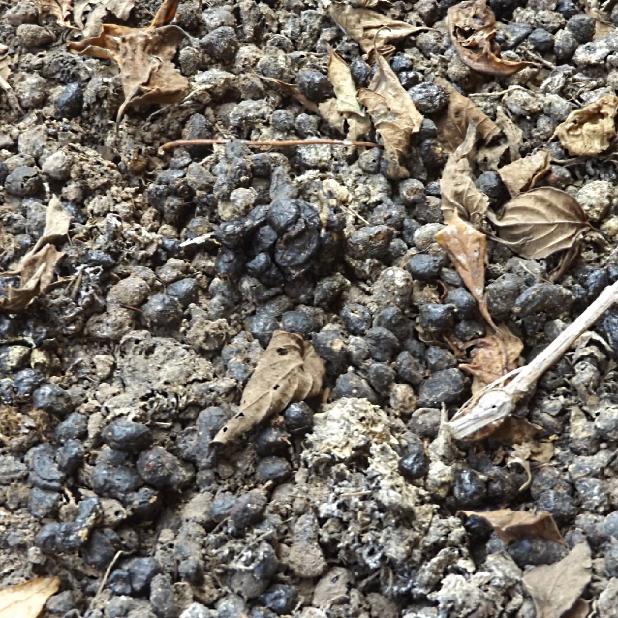 The African Barn Owl Cave Mombasa - Mombasa Vacation